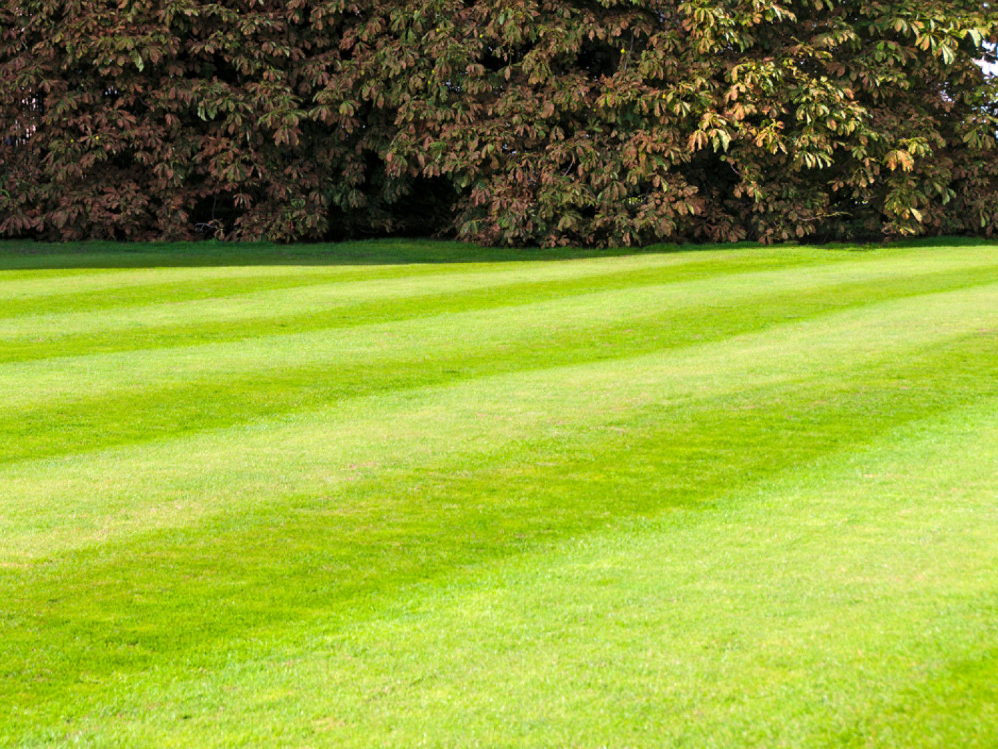 Landscaping Services in Matthews & Pineville, NC by Scenic View Lawn Care